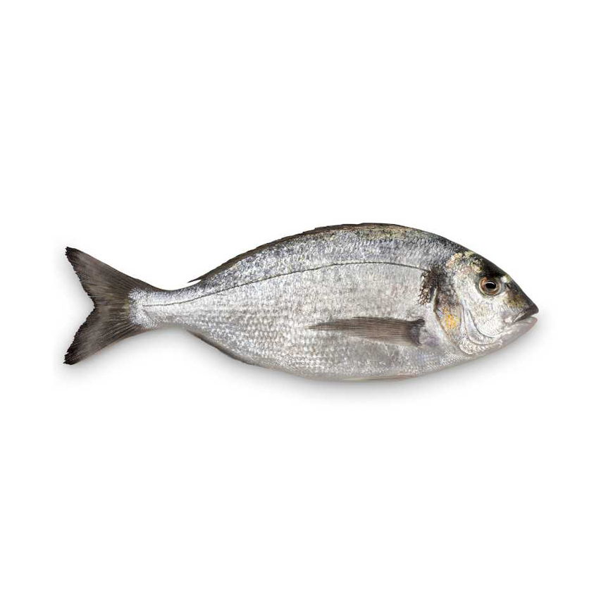 Accueil : Hanchia Fish